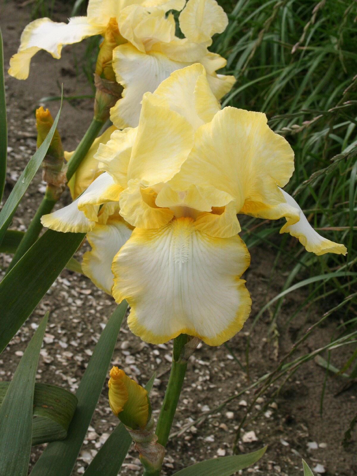 Iris Germanica - Antique Ivory : Iris en Hemerocallis kwekerij Joosten ...