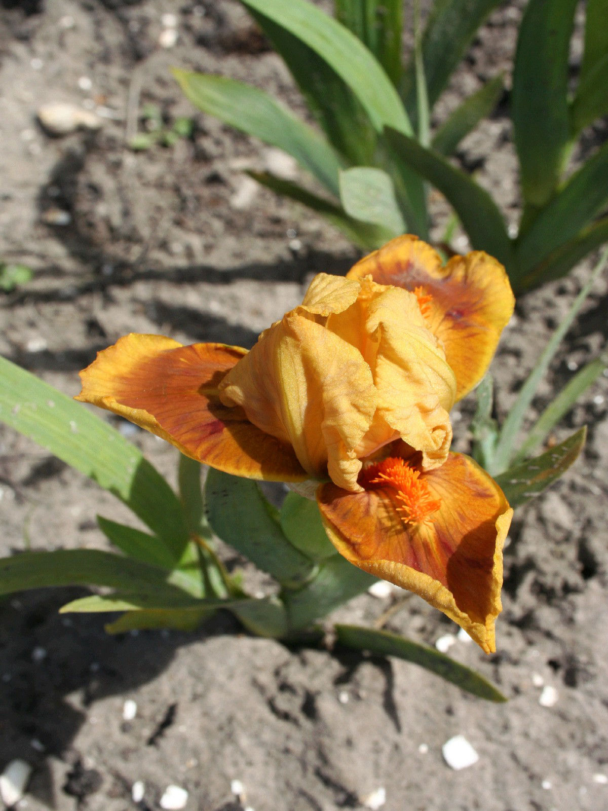 Iris Pumila - Little Fire Cracker : Iris en Hemerocallis kwekerij ...