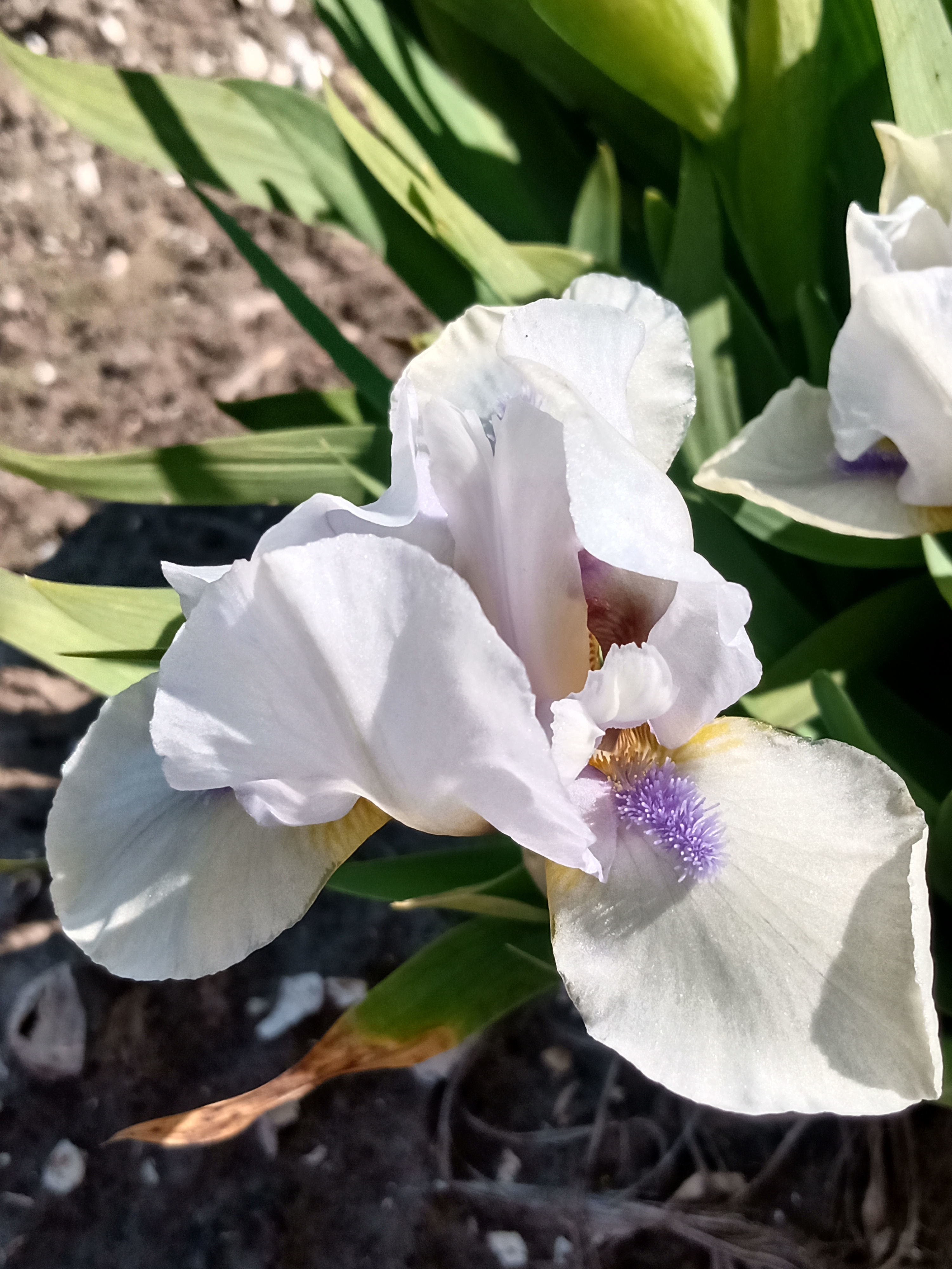 Iris Pumila - Cry Baby : Iris en Hemerocallis kwekerij Joosten ...
