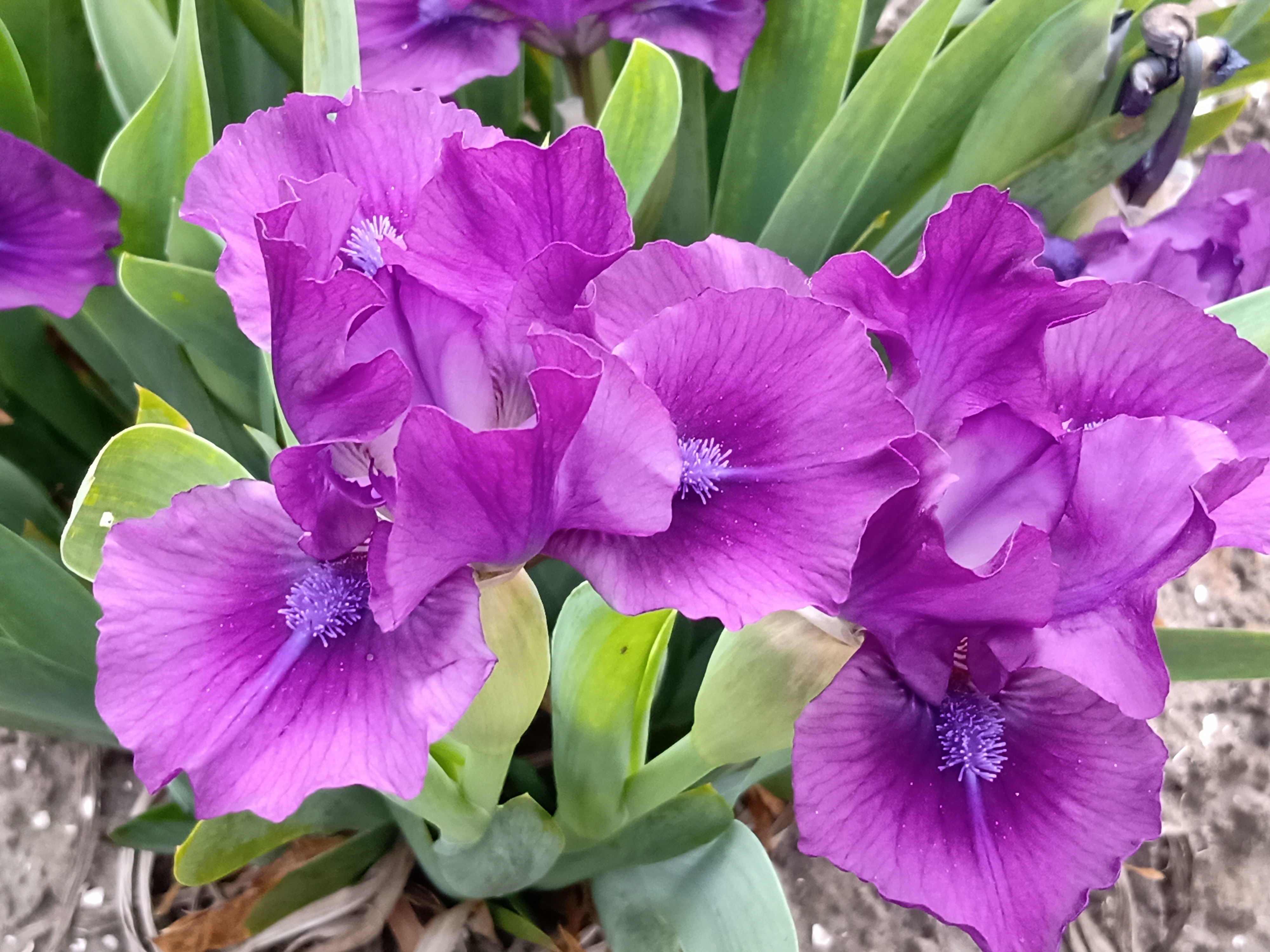 Iris Pumila - Bantam Prince : Iris en Hemerocallis kwekerij Joosten ...