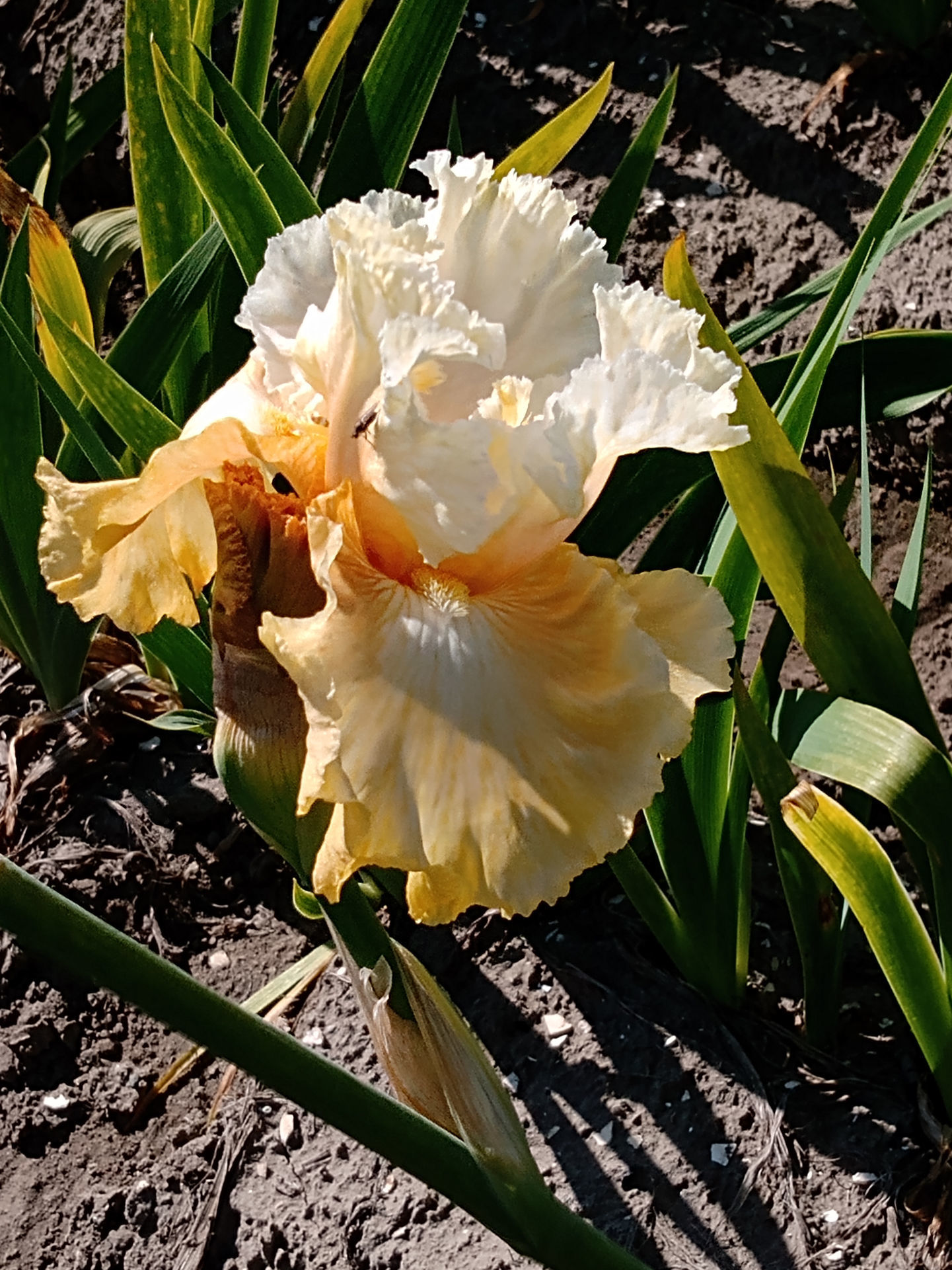 Iris Germanica - Fashion designer : Iris en Hemerocallis kwekerij ...