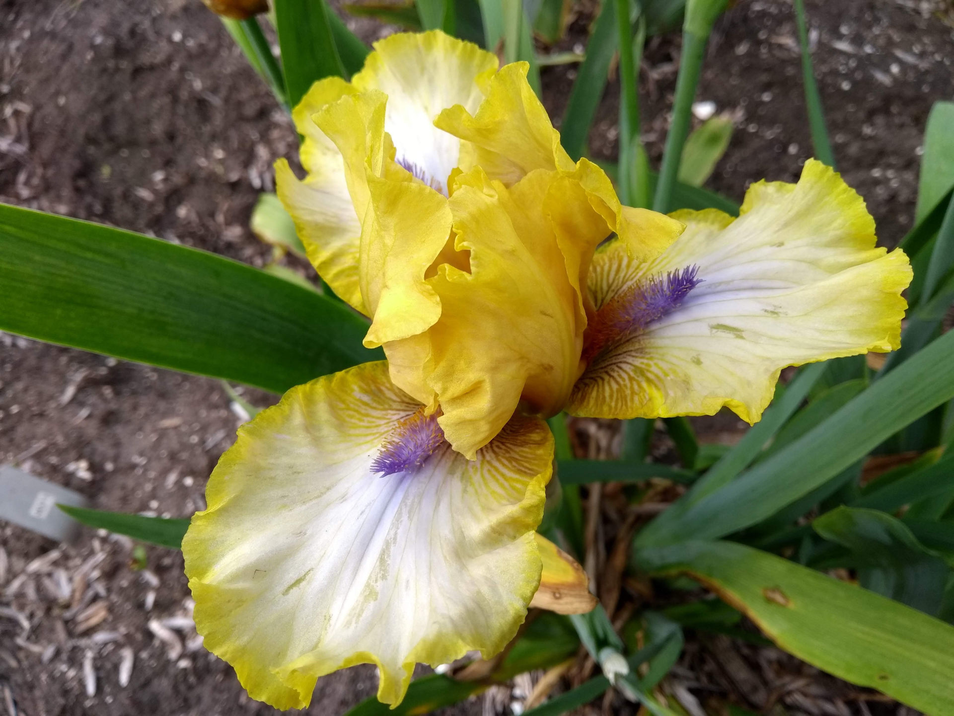 Iris Intermediair - Abbey Chant : Iris en Hemerocallis kwekerij Joosten ...