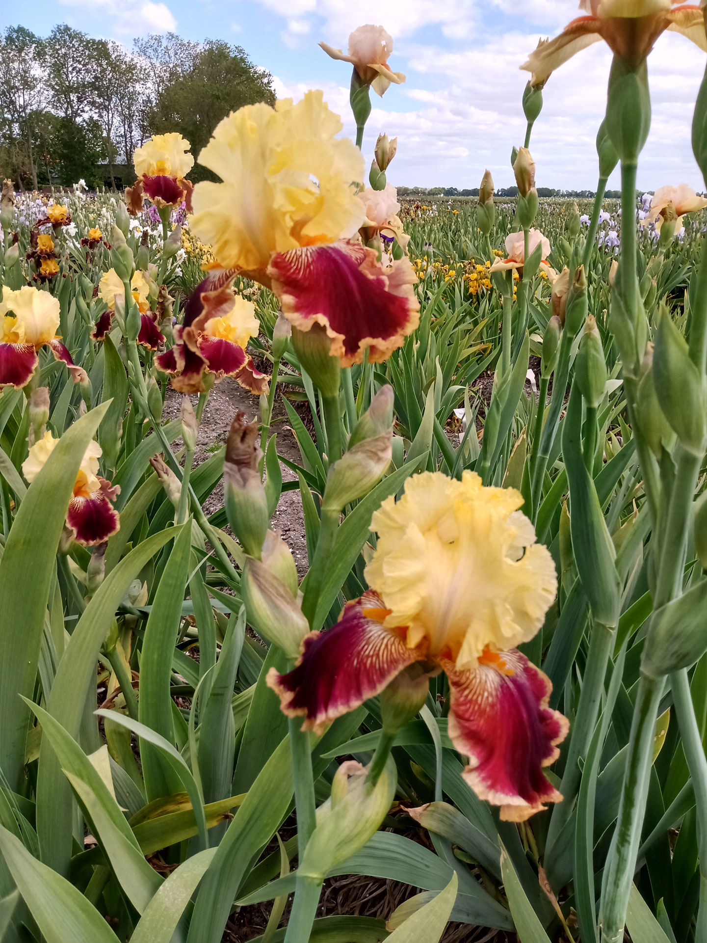 Iris Germanica - Lovely Lucas : Iris en Hemerocallis kwekerij Joosten ...